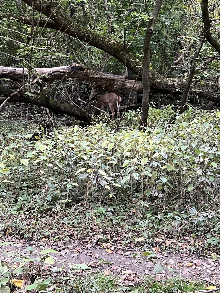 White-tailed Deer from Wagner Ct, Dearborn, MI, US on October 6, 2023 ...