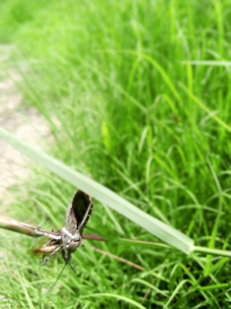 Lerton pilipes from PMX5+W44, Tanzania on December 18, 2023 at 12:58 PM ...