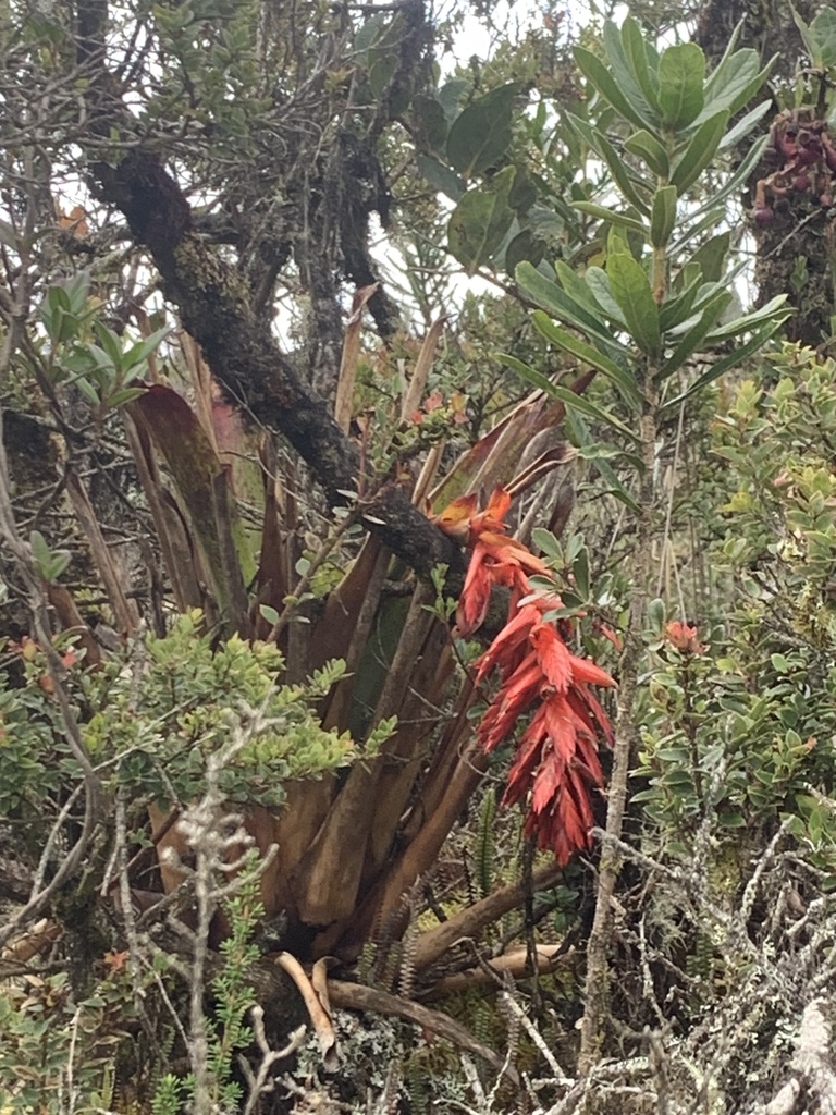Tillandsia compacta from San Francisco, Choachí, Cundinamarca, CO on ...