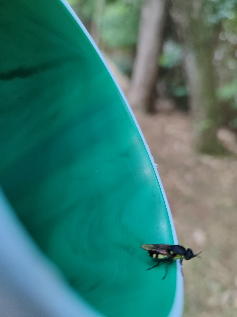 Rhingiopsis from Parada Biociencias - Butantã, São Paulo - SP, 06525 ...