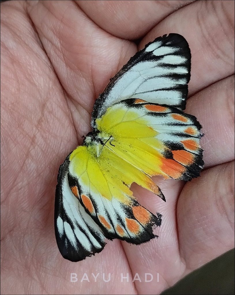 Delias periboea from Taraju on December 17, 2023 at 09:43 AM by Bayu ...