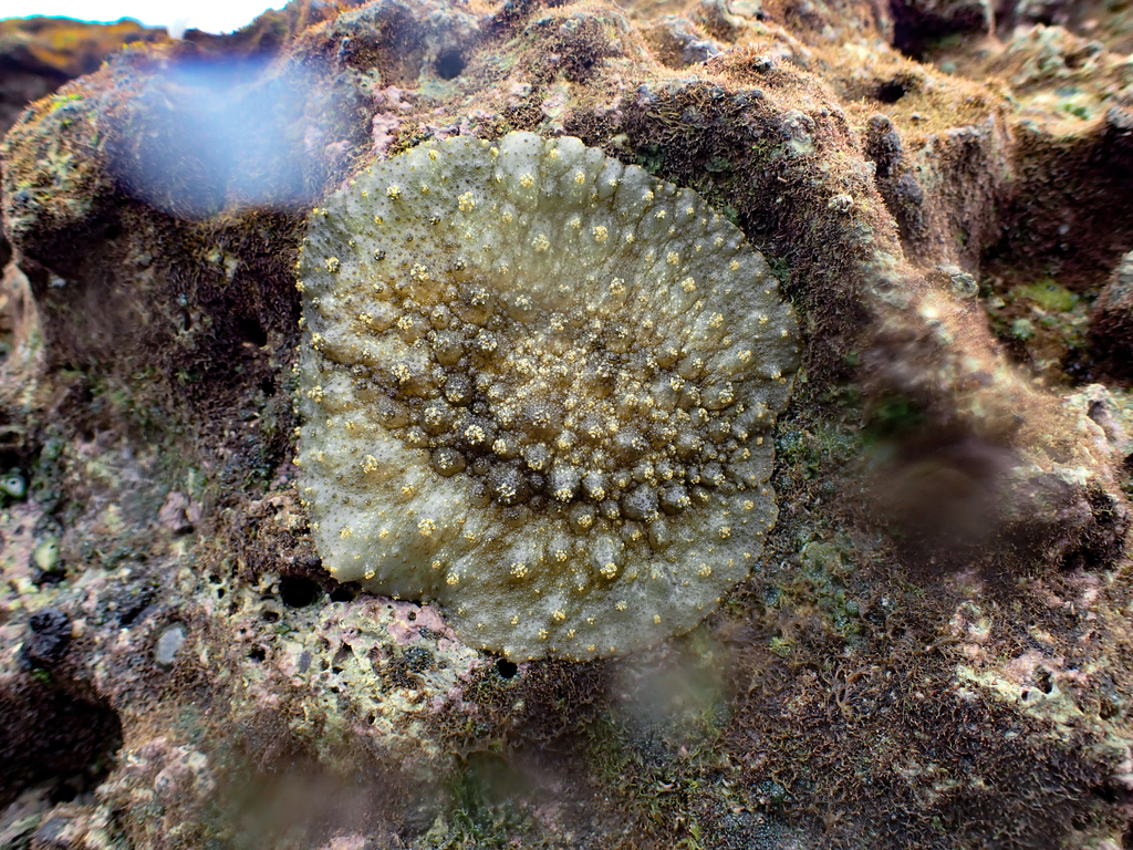 Peronia peronii in April 2023 by 張凱 · iNaturalist