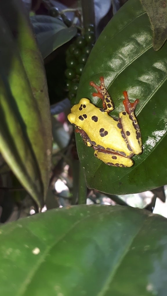 Yellow Tree Frogs in September 2019 by Pedro Espinoza Quintana ...