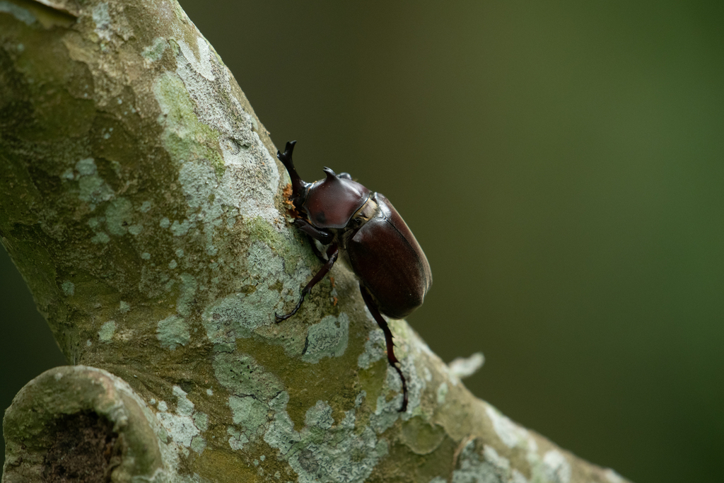 Trypoxylus dichotomus tsunobosonis in July 2023 by ph_hsu · iNaturalist
