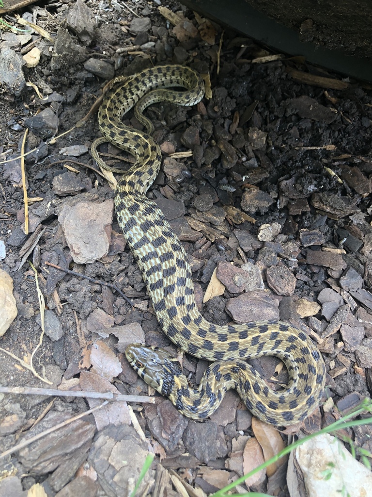 Checkered Garter Snake in April 2019 by Barg · iNaturalist