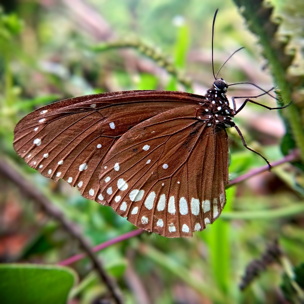 Common Crow Butterfly from Elanad on August 2, 2023 at 07:46 AM by ...