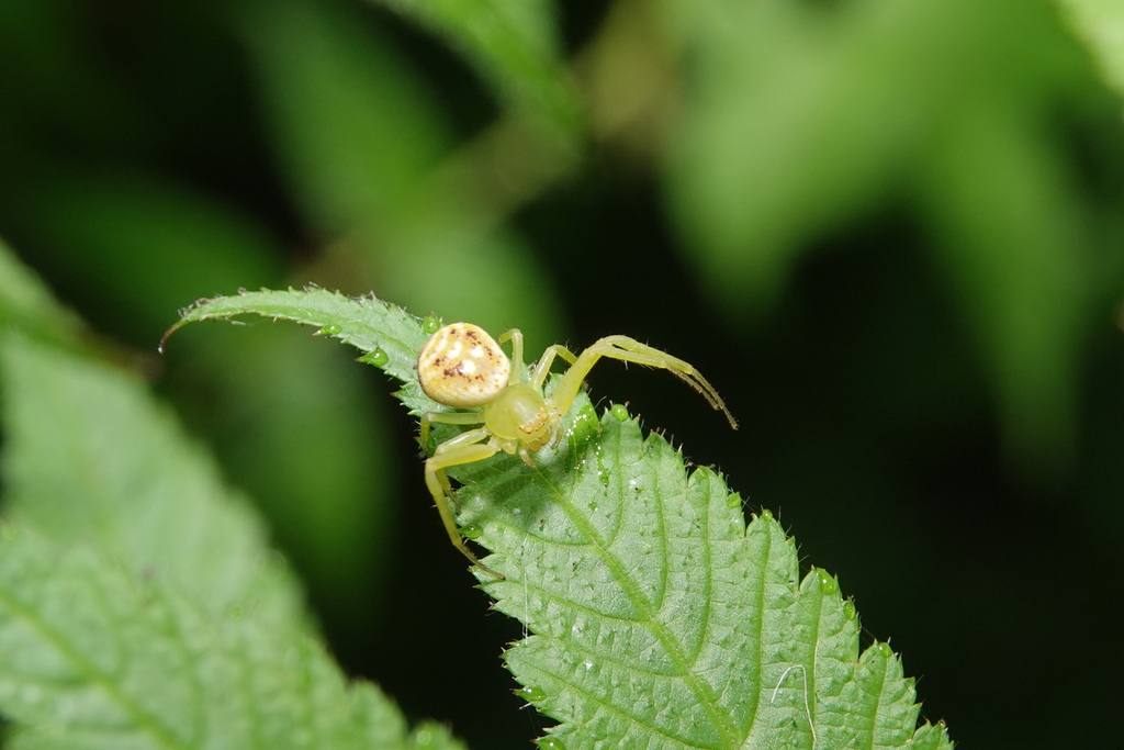 Diaea subdola in May 2023 by 張凱 · iNaturalist