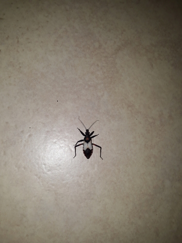 Microtomus maculatus · iNaturalist