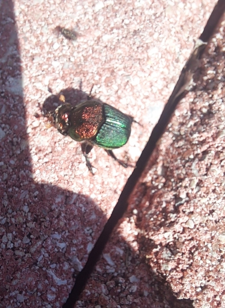 Rainbow Scarab from Flagami, Miami, FL, USA on December 18, 2023 at 11: ...