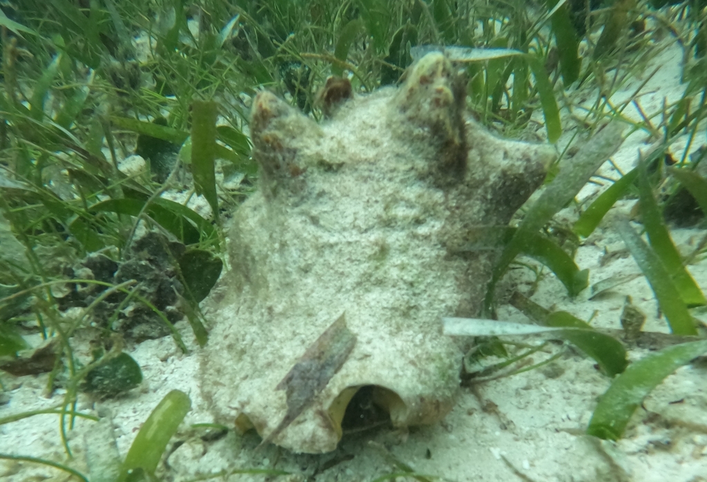 Queen Conch from México on December 10, 2023 by Christian Amador Da ...