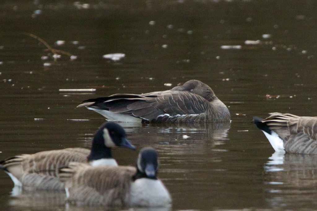 Greater White-fronted Goose from Rye Brook, NY, USA on December 18 ...