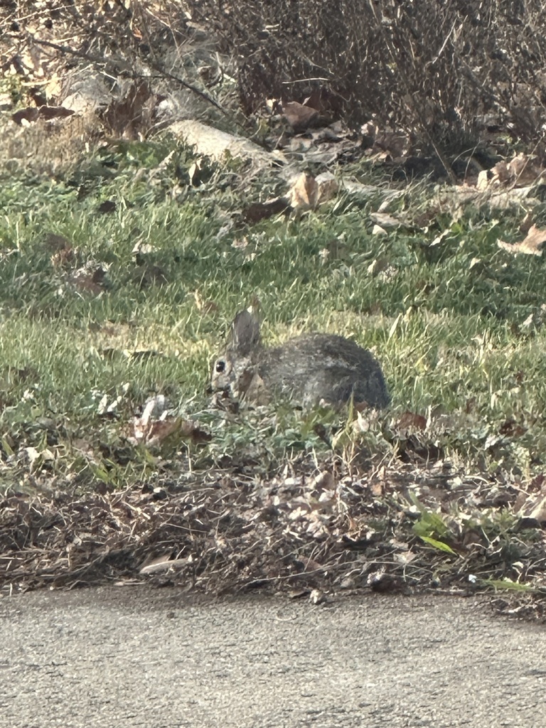 Eastern Cottontail from Arlington Blvd, Arlington, VA, US on December ...