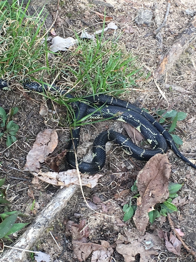 Eastern Kingsnake from 30213, Chattahoochee Hills, GA, US on April 5 ...