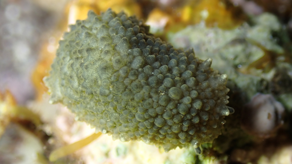 Celtic Sea Slug from Canary Islands, Spain on December 17, 2023 at 11: ...