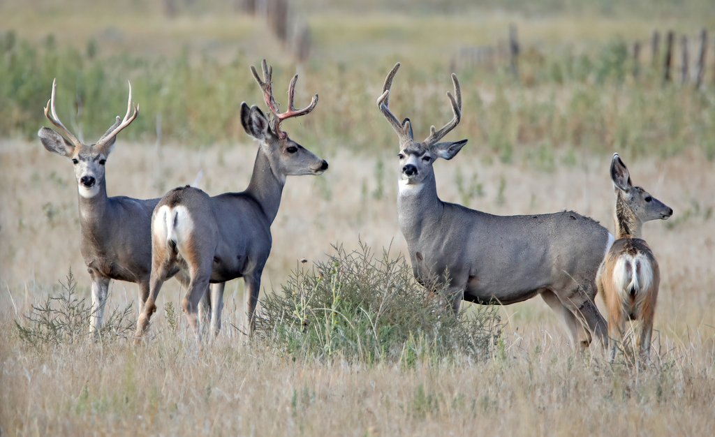 Mule Deer from Garden County, NE, USA on September 9, 2020 at 07:09 PM ...
