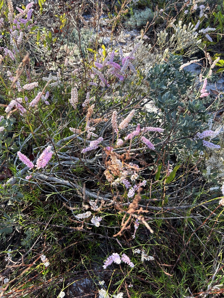 Sandhill wireweed from Lake Wales Ridge State Forest Trail, Frostproof ...