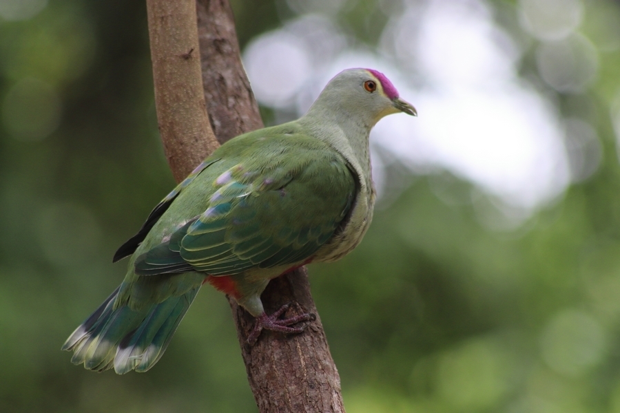 Red-bellied Fruit Dove from Kuto, New Caledonia on 05 December, 2023 at ...