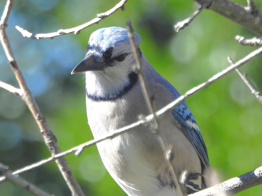 Blue Jay from Spring Creek, San Antonio, TX 78247, USA on December 18 ...