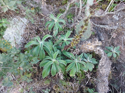 Photo 341569522, (c) Rojo Hernández Jose Mauro, all rights reserved ...