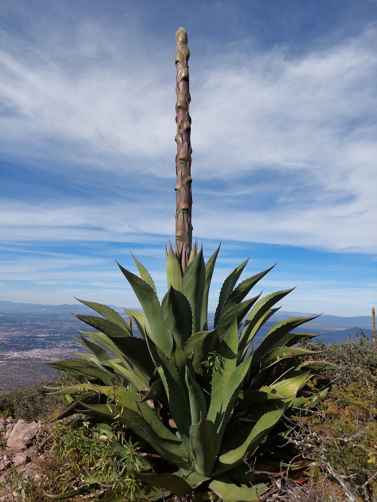 Pulque agave from 76773 Qro., México on December 18, 2023 at 02:49 PM ...