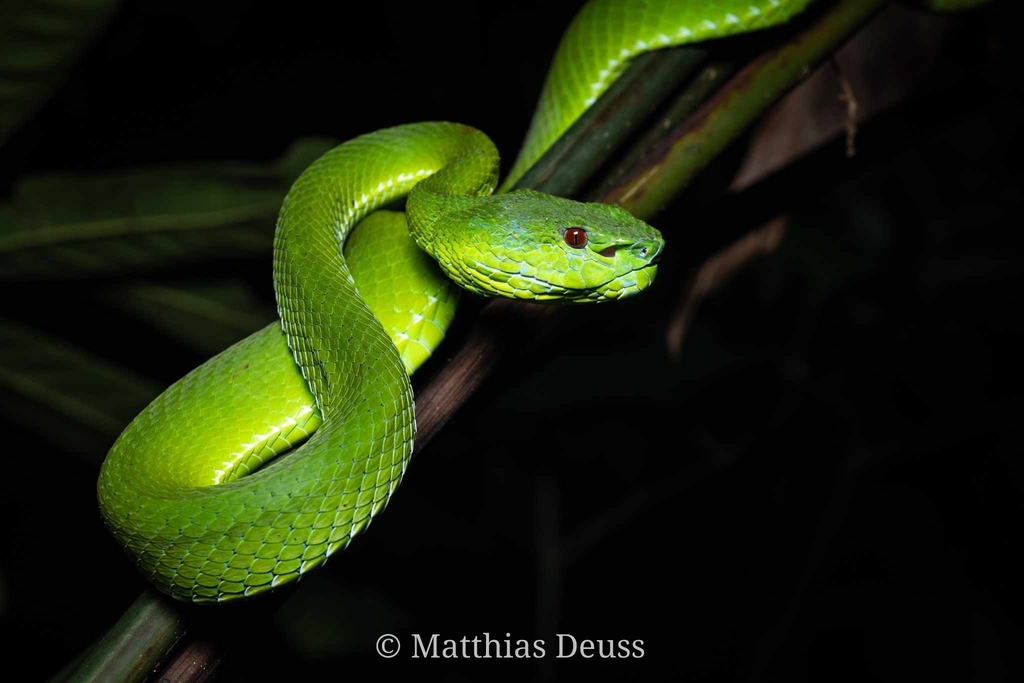 Pope’s Tree Viper from Viengphoukha, Laos on December 7, 2023 by ...