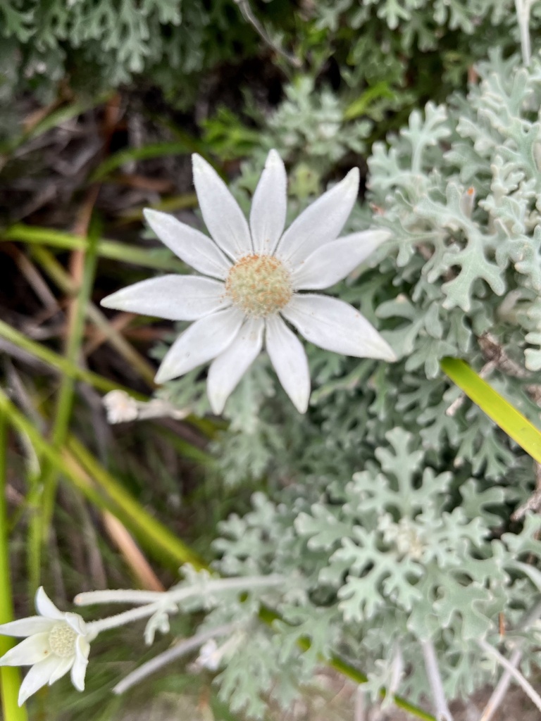 Flannel Flower from Manly, NSW, AU on December 19, 2023 at 01:56 PM by ...