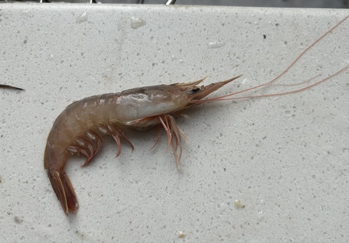 Southern rough shrimp (Trachysalambria curvirostris) · iNaturalist