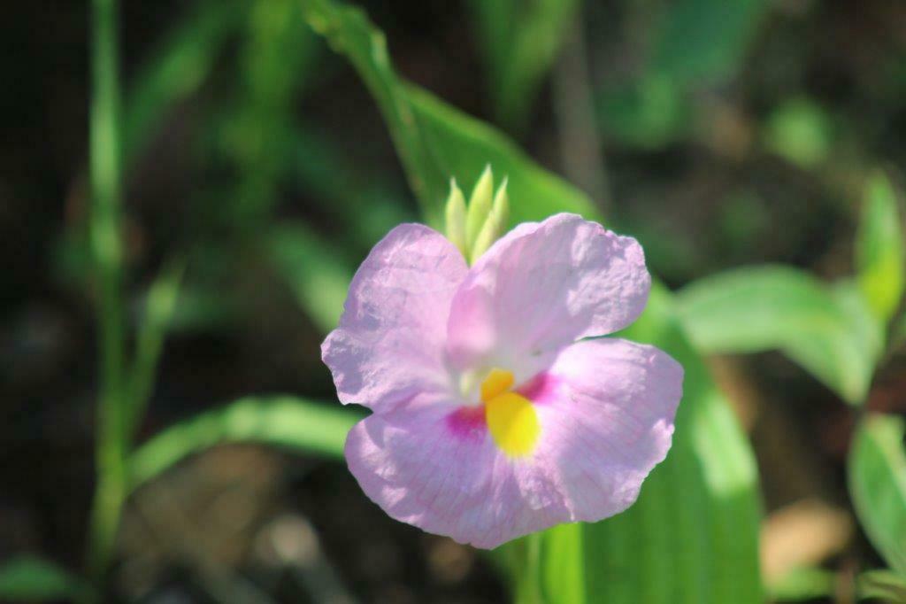 Siphonochilus from Blantyre, Malawi on November 24, 2023 at 10:02 AM by ...