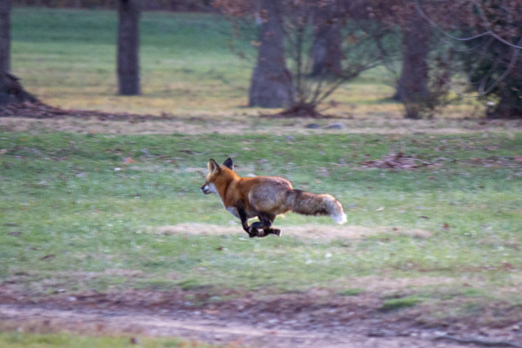 Red Fox from Champaign County, IL, USA on December 2, 2020 at 04:14 PM ...