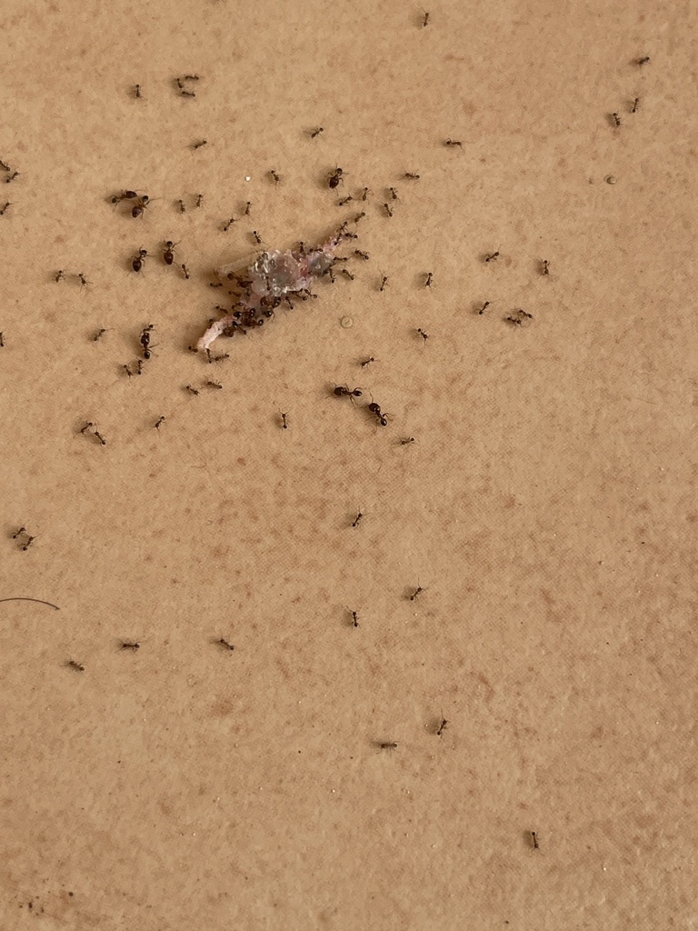 African Big-headed Ant from Boa Vista, Cape Verde, CV on December 19 ...