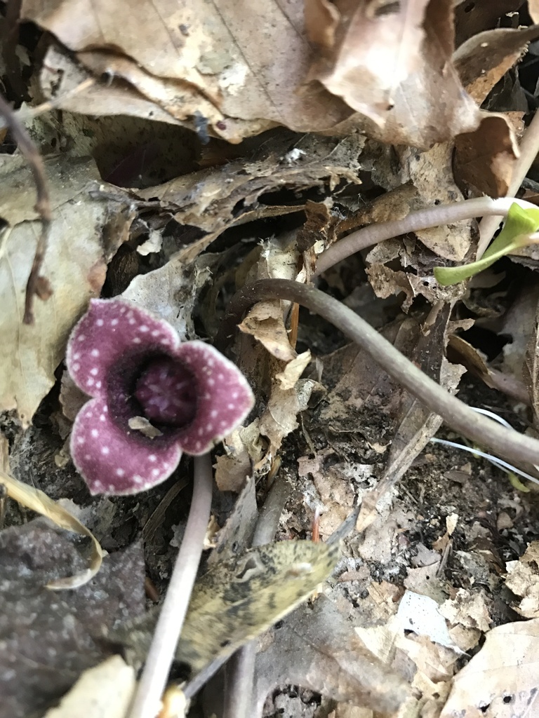 Virginia heartleaf from Church View, VA, US on April 18, 2017 at 10:18 ...