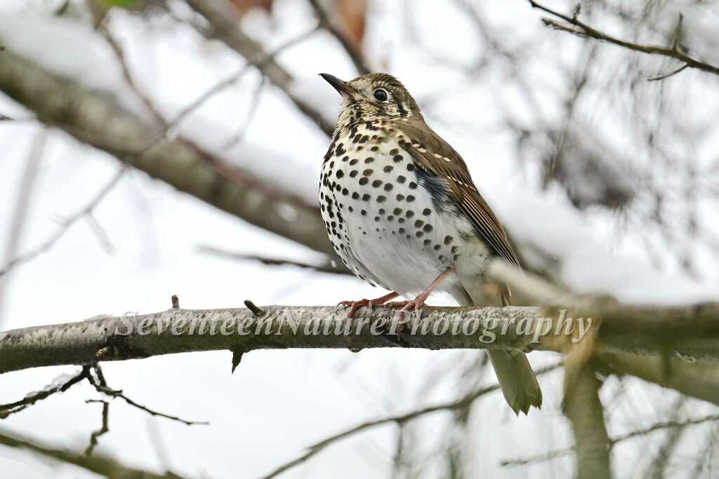 Chinese Thrush from 中国江苏省南京市玄武区 on December 19, 2023 at 11:52 AM by 石柒 ...
