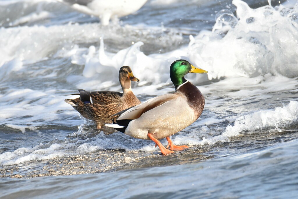 Mallard from Donghae-daero, Toseong-myeon, Goseong-gun, Gangwon-do ...