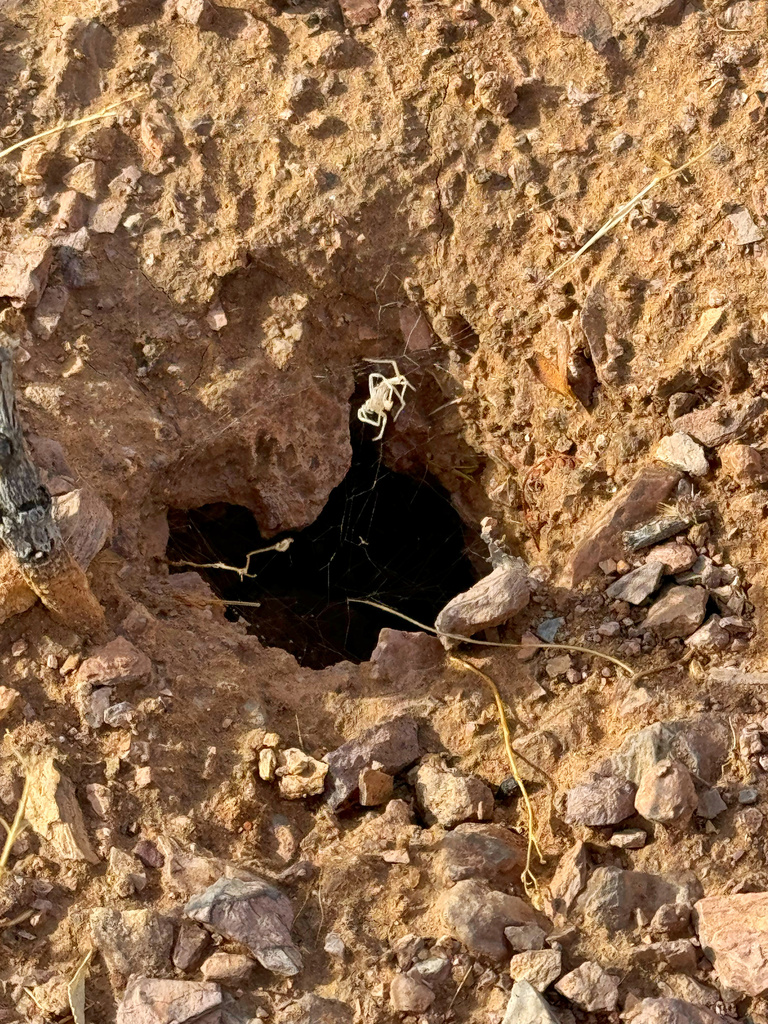 Desert Blonde Tarantula from Organ Pipe Cactus National Monument, Ajo ...