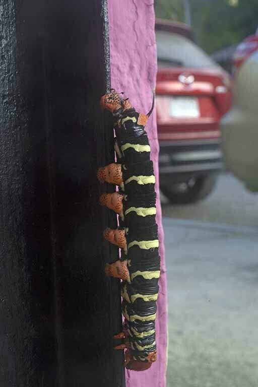 Tetrio Sphinx from H, 70987 Crucecita, Oax., Mexico on December 19 ...