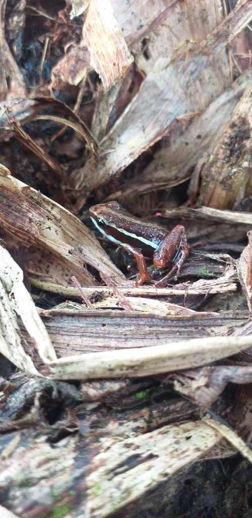 Anthony's Poison Arrow Frog in November 2023 by Joselin Cabrera ...