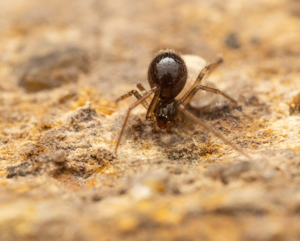Cobweb Spiders in December 2023 by Caius Cheung · iNaturalist