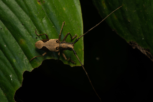 Subspecies Paraleprodera diophthalma formosana · iNaturalist