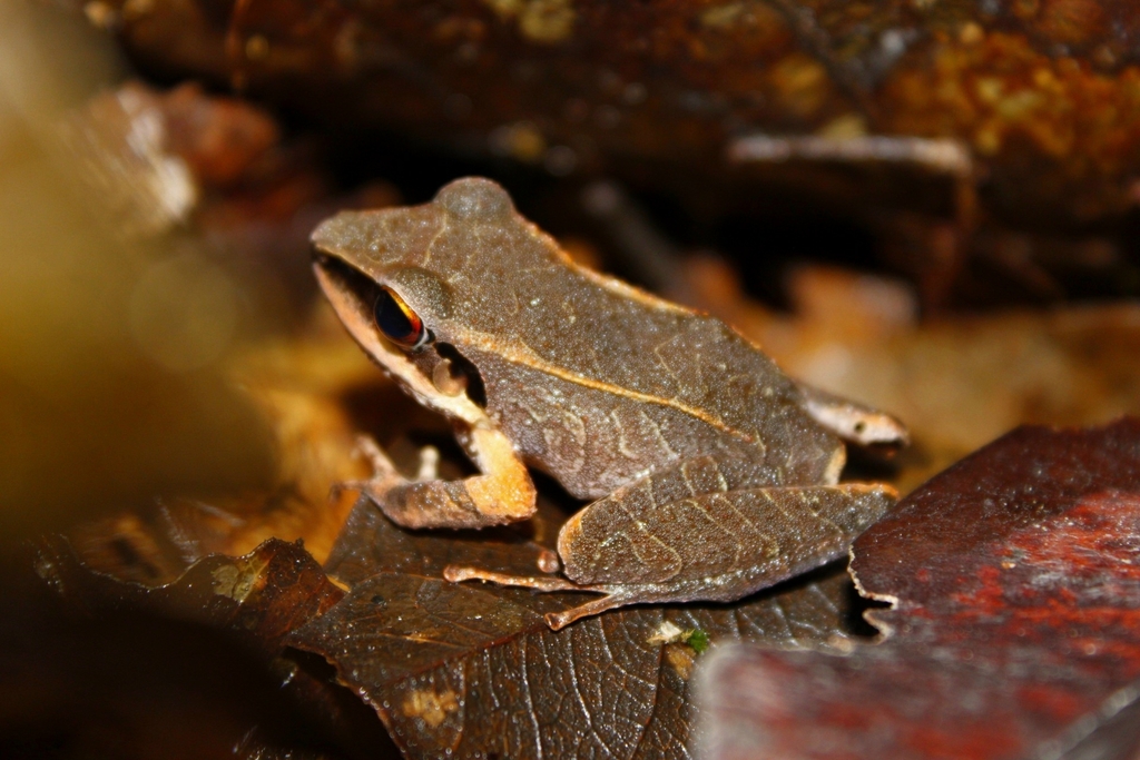 Peruvian Rain Frog from Yavari, 16250, Perú on November 6, 2023 at 12: ...