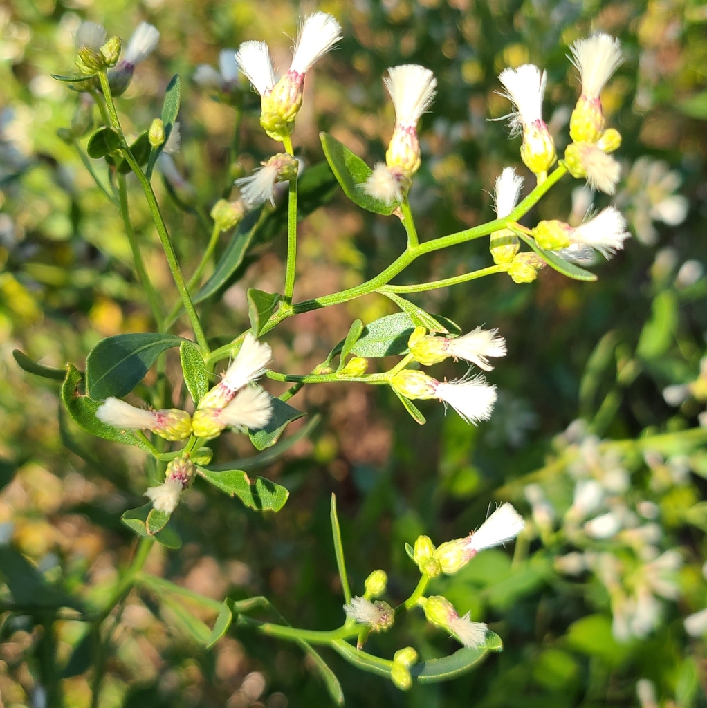 groundsel tree from Cape San Blas, FL 32456, USA on November 3, 2023 at ...