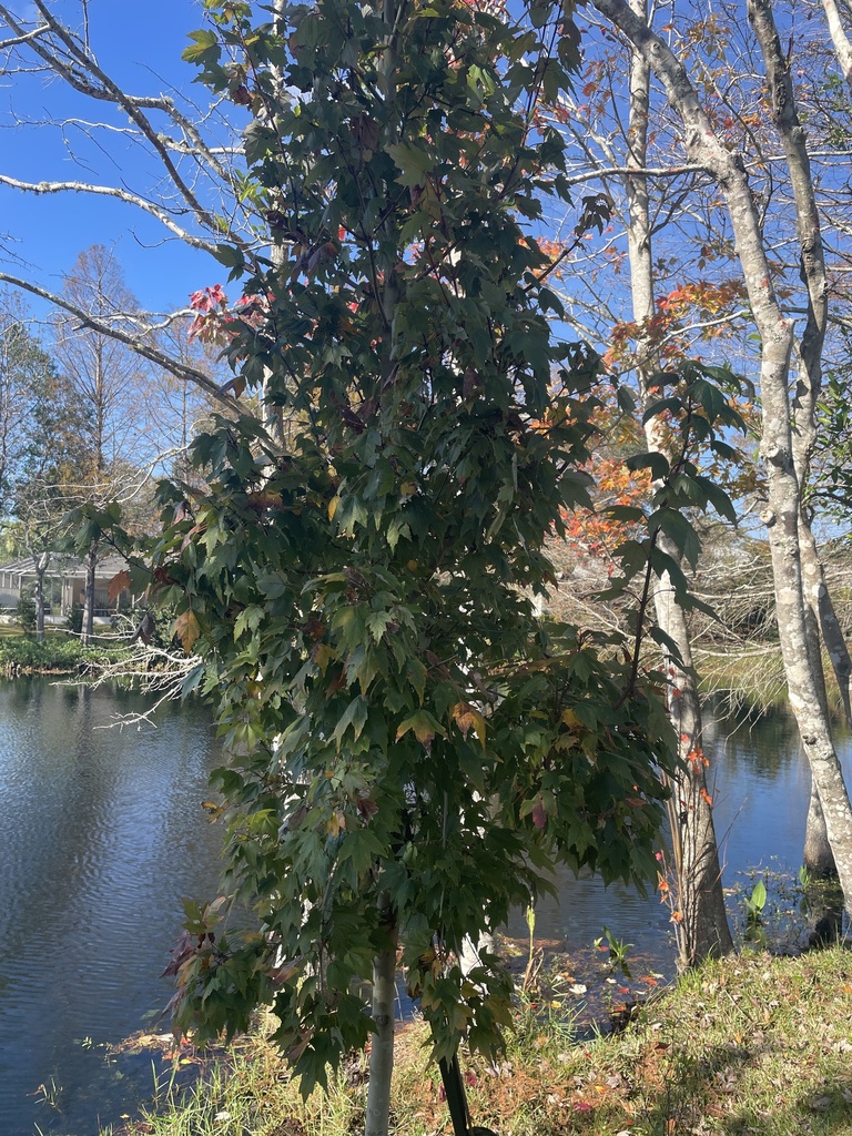 red maple from Montauk Ct, Palm Coast, FL, US on December 19, 2023 at ...
