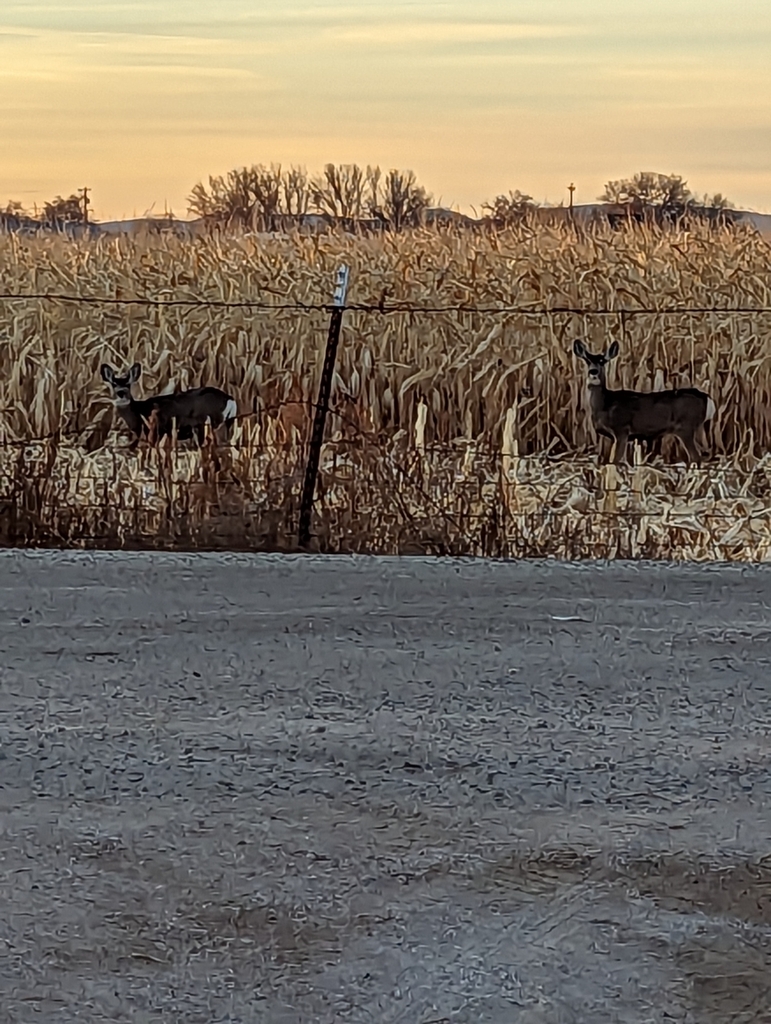 Mule Deer from Fallon, NV 89406, USA on December 4, 2023 at 07:08 AM by ...