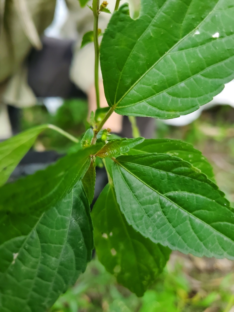 Asian Copperleaf from Kellyville NSW 2155, Australia on December 18 ...