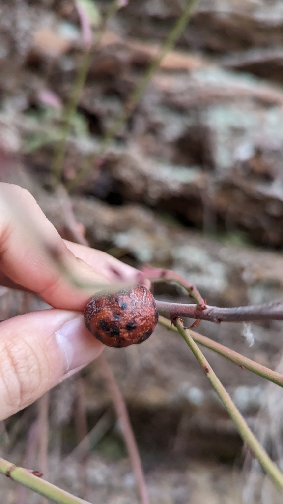 Blueberry Stem Gall Wasp from Roscoe Township, MO, USA on December 19 ...