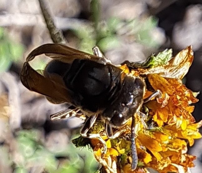 Mexican Honey Wasp from 47783 Jal., México on December 19, 2023 at 01: ...