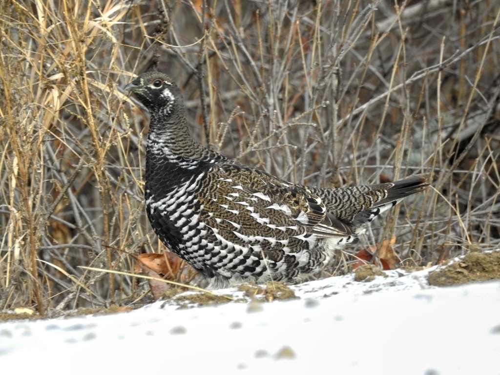 Spruce Grouse from Cynthia, AB T0E 0K0, Canada on December 19, 2023 at ...