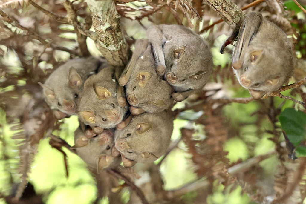 Jamaican fig-eating bat from Jamaica, Saint Andrew, Surrey County, JM ...