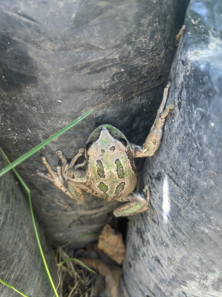 Andean Marsupial Frog in September 2023 by Tatiana Solis · iNaturalist