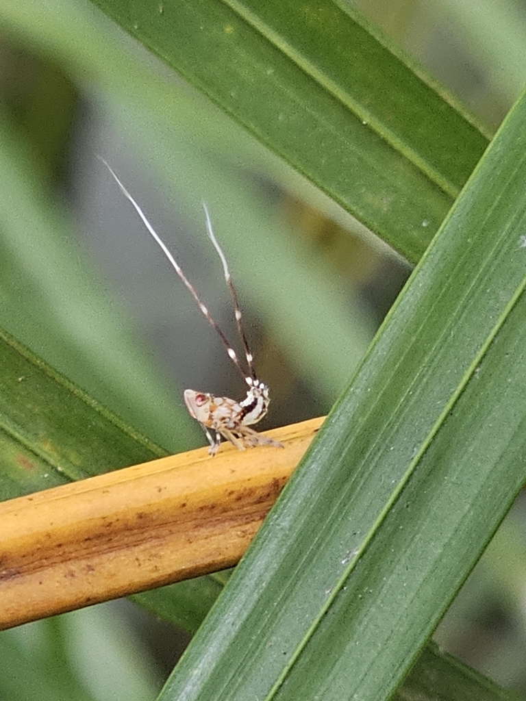 palm planthopper from Gaythorne QLD 4051, Australia on December 20 ...