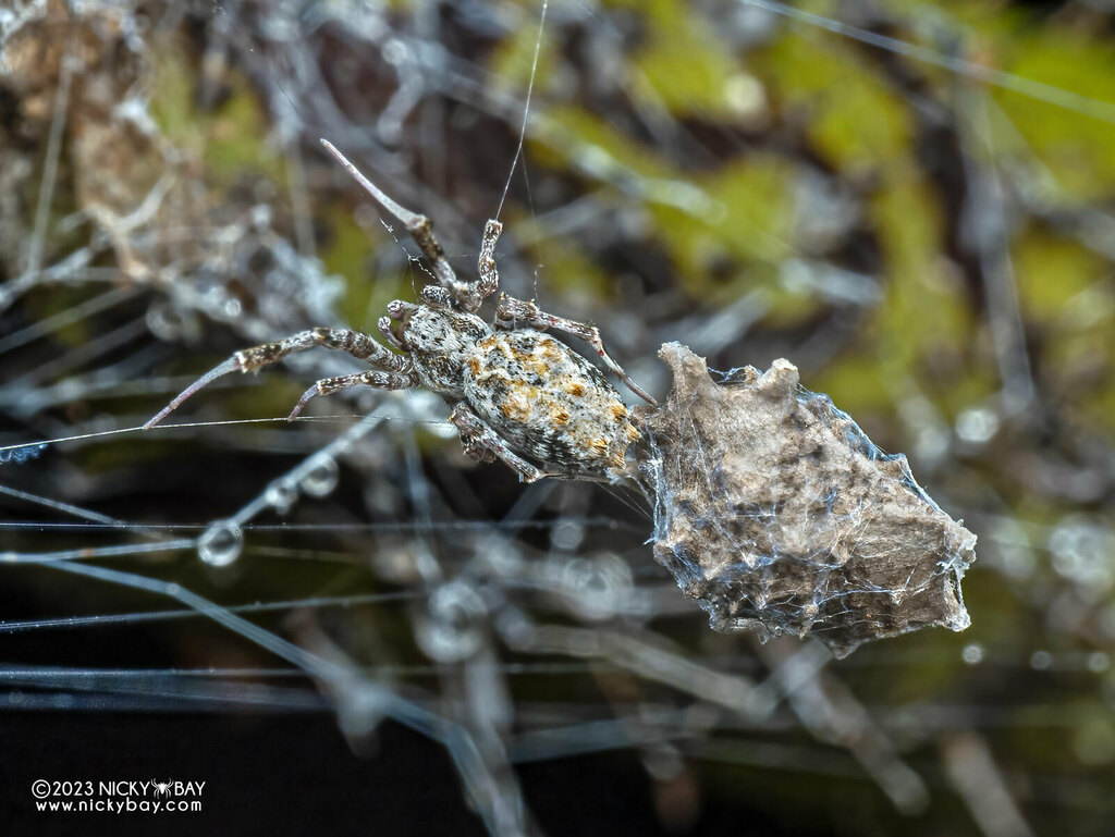 Feather-legged Spiders from Bukit Panjang, Singapore on December 16 ...